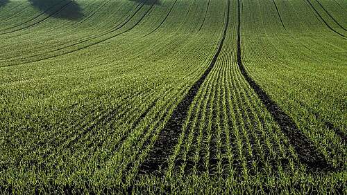 Deutscher Bauernverband e.V. - Ackerbaustrategie