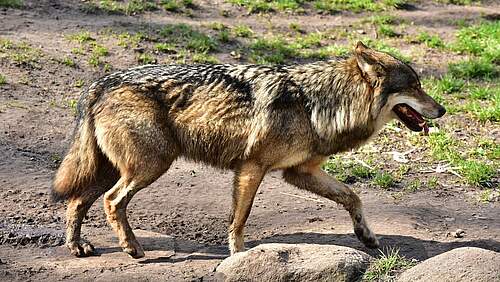 Deutscher Bauernverband e.V. - Wolf: Ohne nachhaltige Bestandsreduktion ...