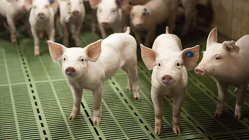 Deutscher Bauernverband e.V. - Fehler bei Haltungskennzeichnung korrigieren