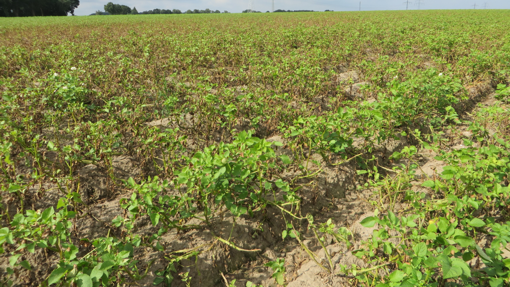 SUR-Vorschläge gefährden Acker-, Obst-, Gemüse- und Weinbau | dbv