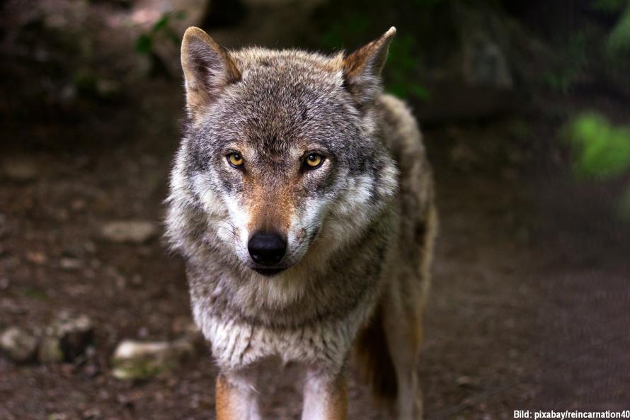 Landwirte, Jäger und Reiter kritisieren neue Wolfszahlen | dbv